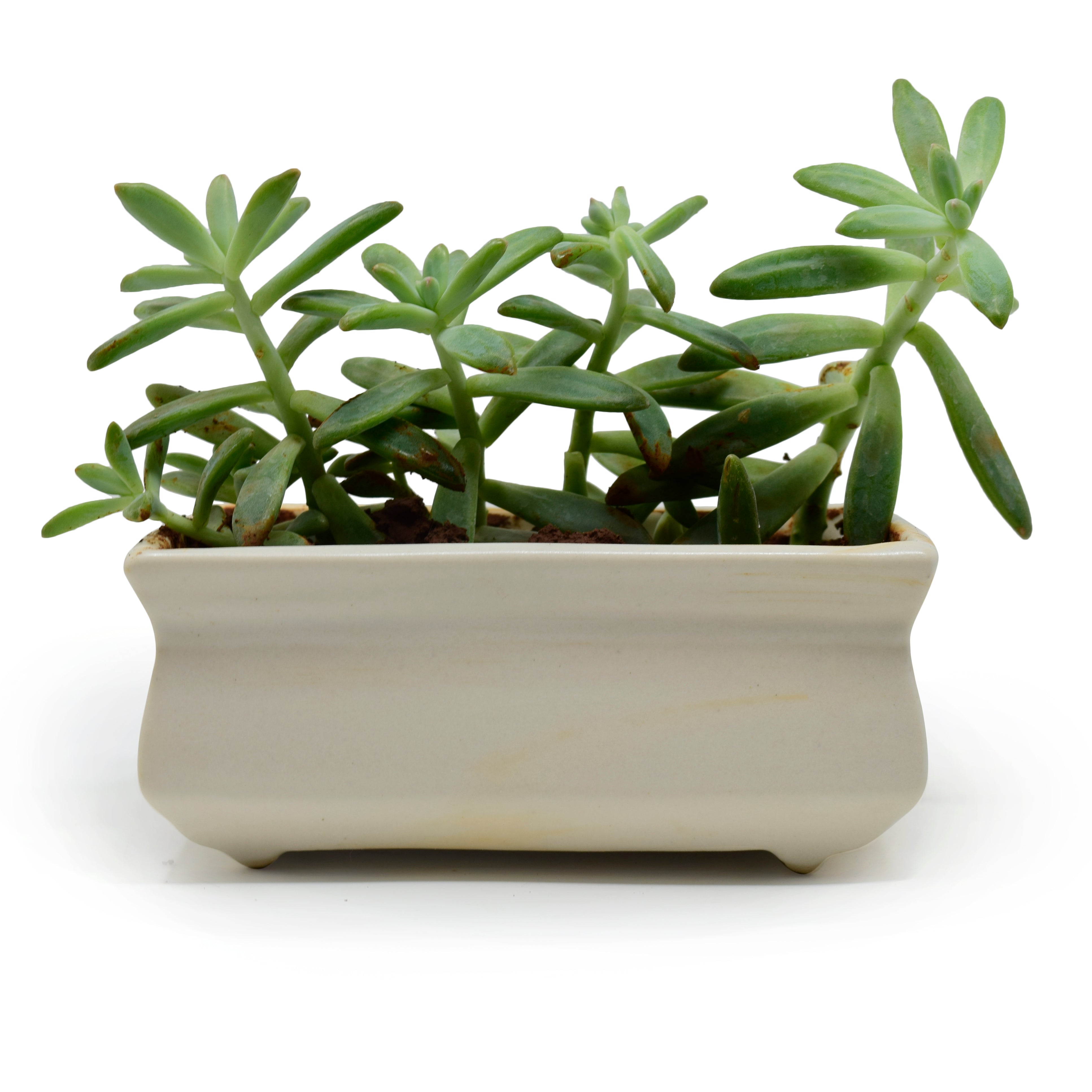 Rectangular Succulent Planter Pot – The Himalayan Goods Company